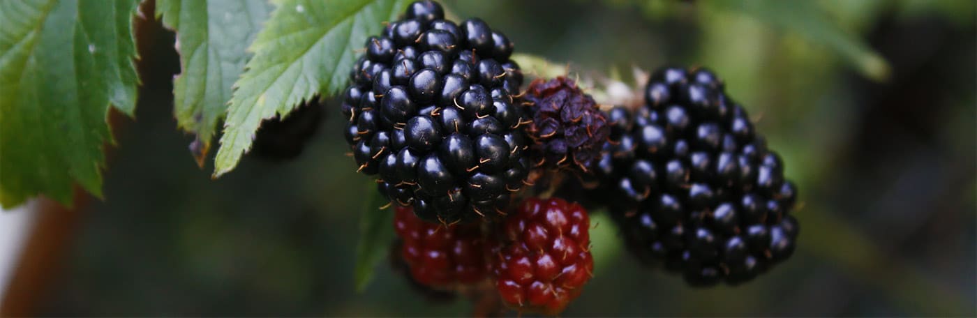 Caneberries Diseases & Pests | ORCAL Crop Protection Products