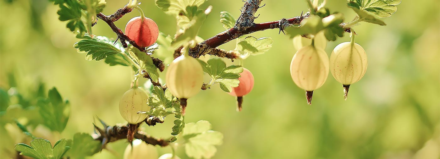 Currant & Gooseberry Diseases & Pests | ORCAL Crop Protection Products
