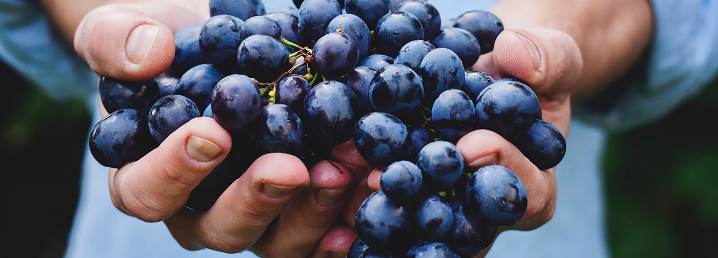 Grape Diseases & Pests | ORCAL Crop Protection