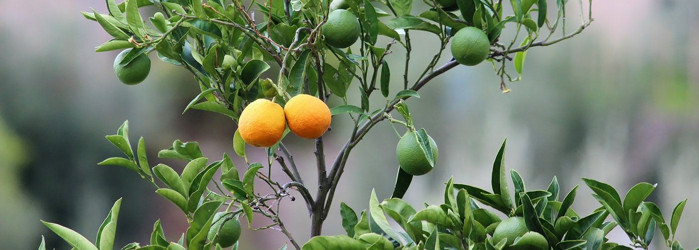 Common Orange Tree Diseases