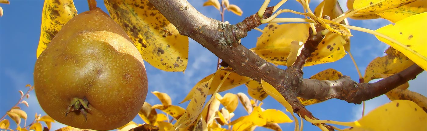Pear Diseases & Pests | ORCAL Crop Protection