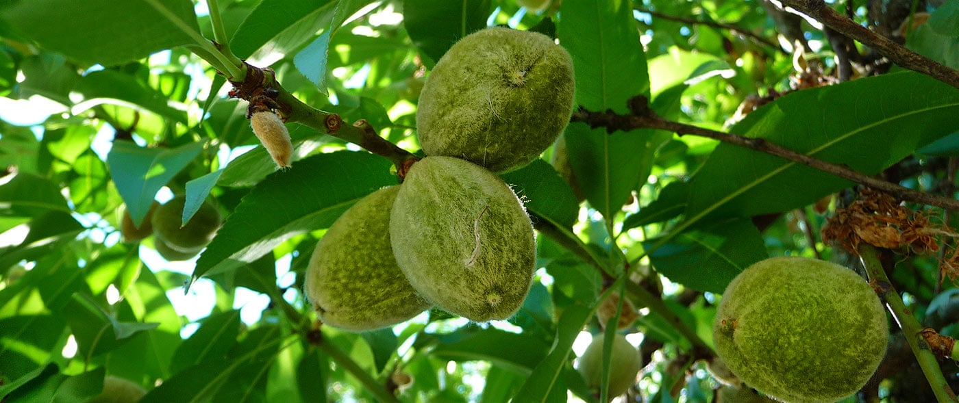 Almond Diseases & Pests | ORCAL Crop Protection Products