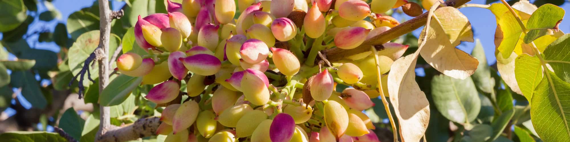 ORCAL Named Distributor of AF36 in CA | Aflatoxin in Pistachios