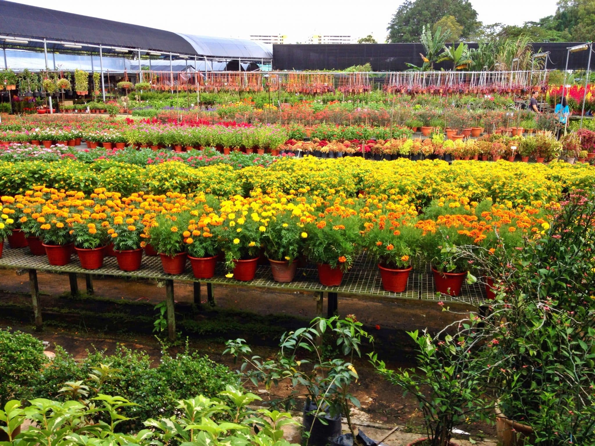 Non-Metaldehyde Organic Option for Slug & Snail Control | ORCAL